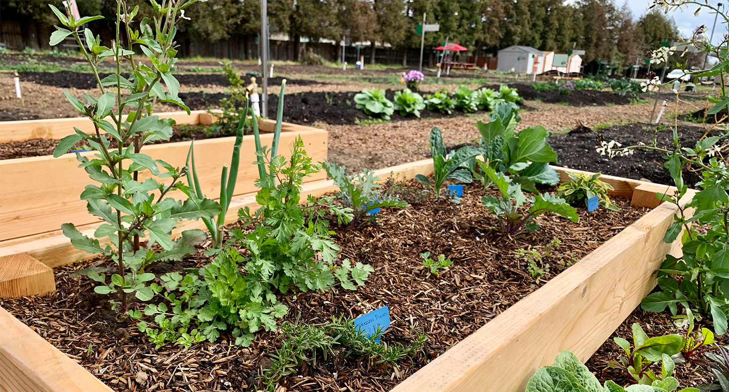 Turlock Community Gardens Among Good IDEAS | California State ...