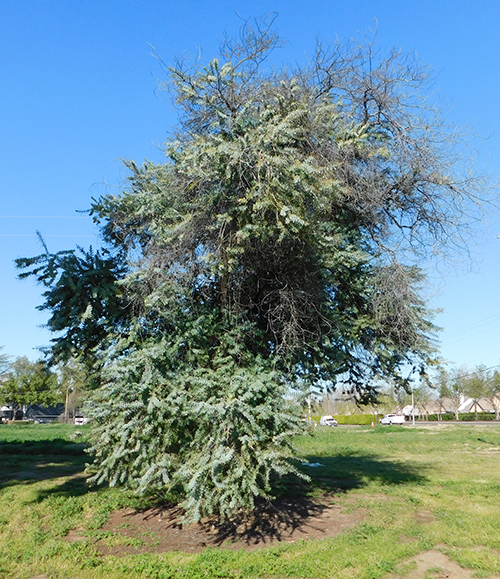 Baily Acacia, golden mimosa (Acacia baileyana) | California State ...