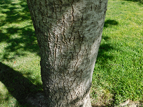 bigleaf maple (Acer macrophyllum) | California State University Stanislaus