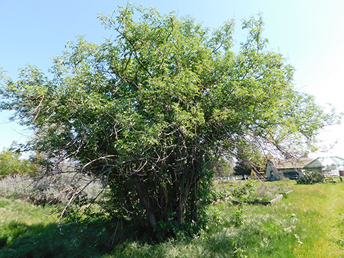 blue oak (Quercus douglasii) | California State University Stanislaus