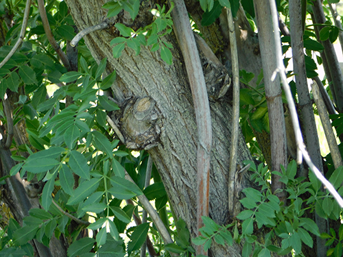 blue oak (Quercus douglasii) | California State University Stanislaus