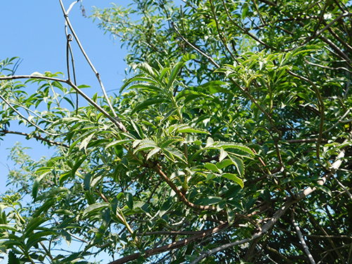 blue oak (Quercus douglasii) | California State University Stanislaus
