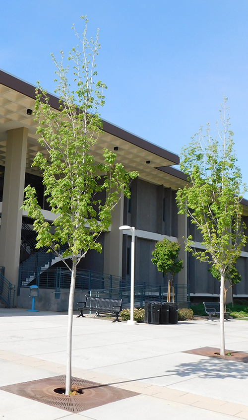 Bowhall Red Maple (Acer rubrum ‘Bowhall’) | California State University ...