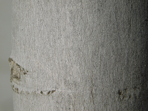 Bowhall Red Maple (Acer rubrum ‘Bowhall’) | California State University ...