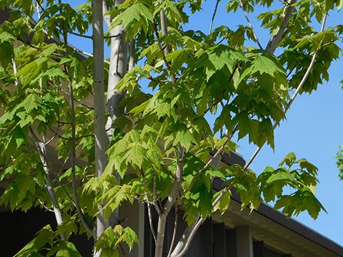 Bowhall Red Maple (Acer rubrum ‘Bowhall’) | California State University ...