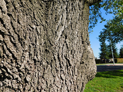 Bradford Callery Pear (Pyrus calleryana ‘Bradford’) | California State ...