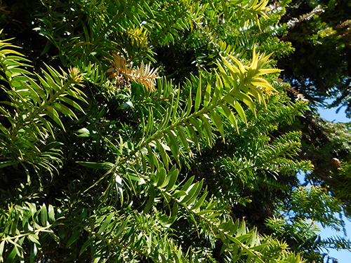 bunya-bunya (Araucaria bidwilli) | California State University Stanislaus