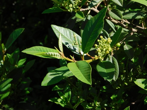 California bay laurel (Umbellularia californica) | California State ...