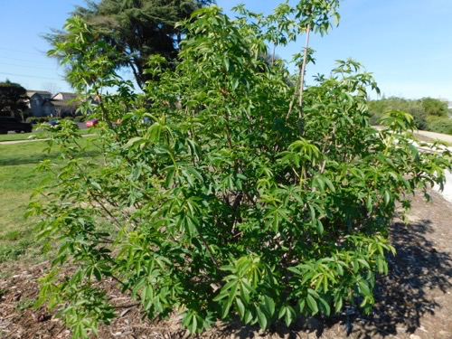 California buckeye (Aesculus californica) | California State University ...