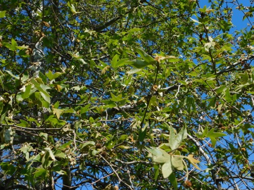California sycamore (Platanus racemosa) | California State University ...