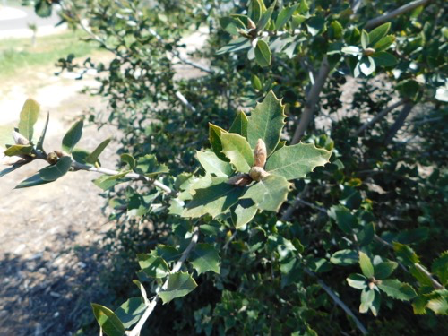 canyon live oak (Quercus chrysolepis) | California State University ...