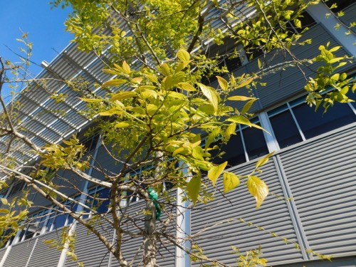 Chinese Hackberry (Celtis sinensis) | California State University ...