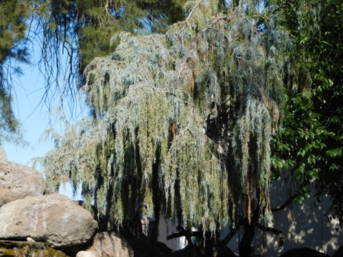 drooping juniper (Juniperus flaccida) | California State University ...