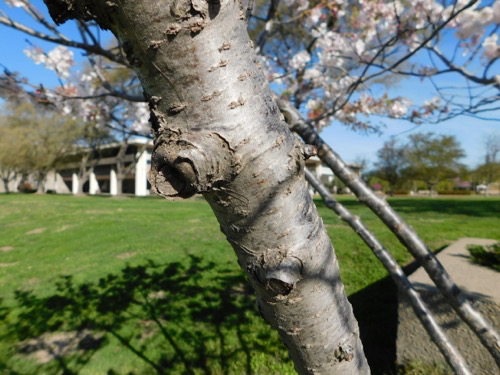 fruitless flowering cherry (Prunus x yedoensis ‘Akebono’) | California ...