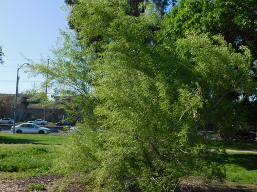 Goodding’s willow (Salix gooddingii) | California State University ...
