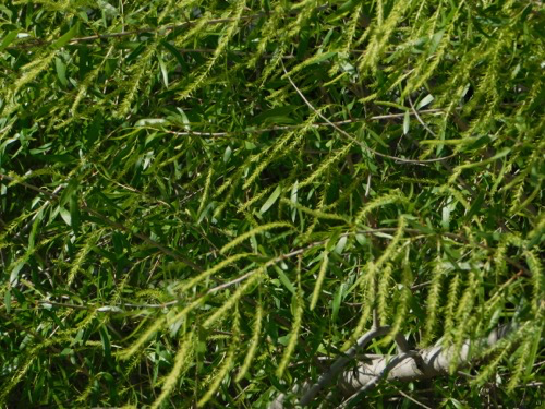 Goodding’s willow (Salix gooddingii) | California State University ...