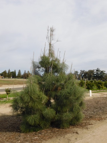 gray pine (Pinus sabiniana) | California State University Stanislaus