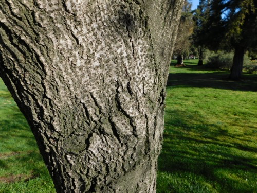 Italian alder (Alnus cordata) | California State University Stanislaus