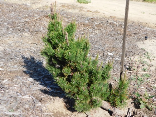 lodgepole pine (Pinus contorta subsp. murrayana) | California State ...