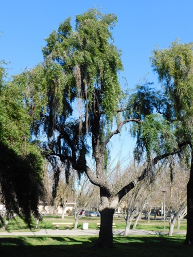mayten tree (Maytenus boaria) | California State University Stanislaus