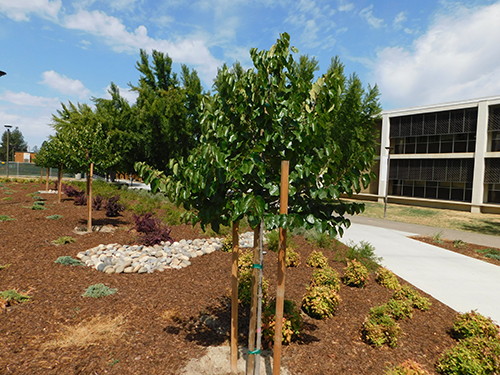 Oklahoma redbud (Cercis canadensis 'Oklahoma') | California State ...