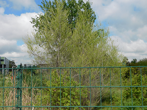 sandbar willow, narrowleaf willow (Salix exigua) | California State ...