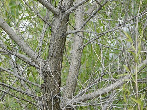 sandbar willow, narrowleaf willow (Salix exigua) | California State ...