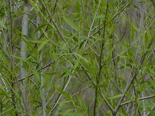 sandbar willow, narrowleaf willow (Salix exigua) | California State ...