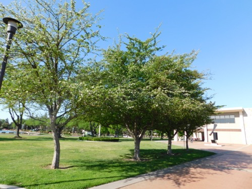 scarlet hawthorn (Crataegus coccinea) | California State University ...