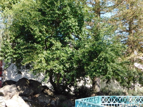 shiny xylosma (Xylosma congesta) | California State University Stanislaus