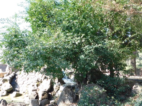 shiny xylosma (Xylosma congesta) | California State University Stanislaus