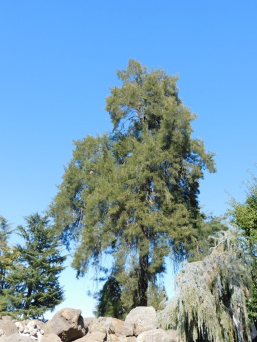 swamp she-oak, swamp oak (Casuarina obesa) | California State ...
