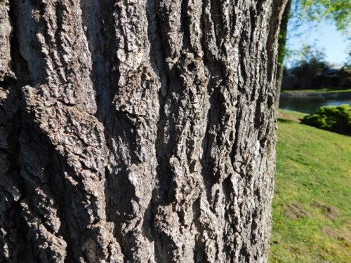 Sweet Gum Liquidambar Styraciflua California State University