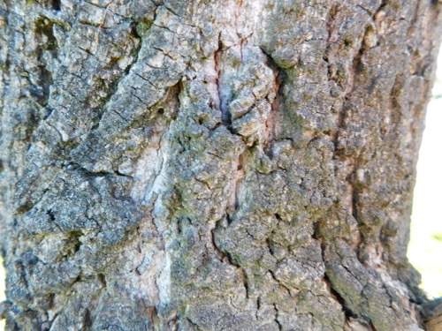 tulip tree, tulip poplar (Liriodendron tulipifera) | California State ...