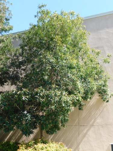 water gum (Tristaniopsis laurina) | California State University Stanislaus