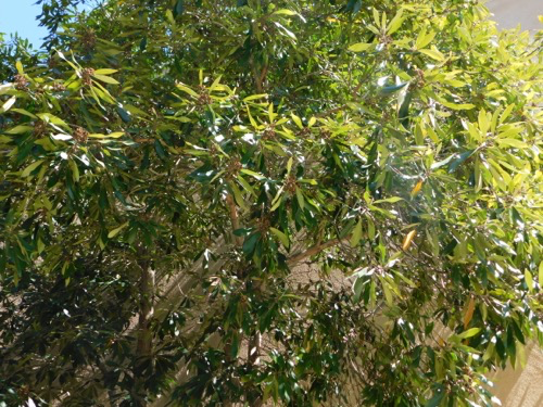water gum (Tristaniopsis laurina) | California State University Stanislaus