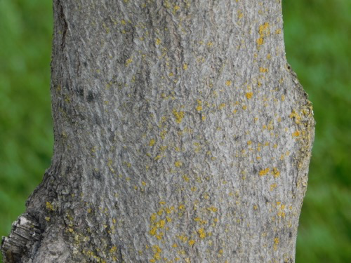 western redbud (Cercis occidentalis) | California State University ...