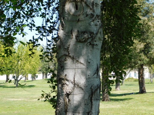 white alder (Alnus rhombifolia) | California State University Stanislaus