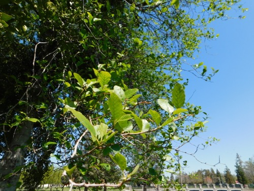 white alder (Alnus rhombifolia) | California State University Stanislaus